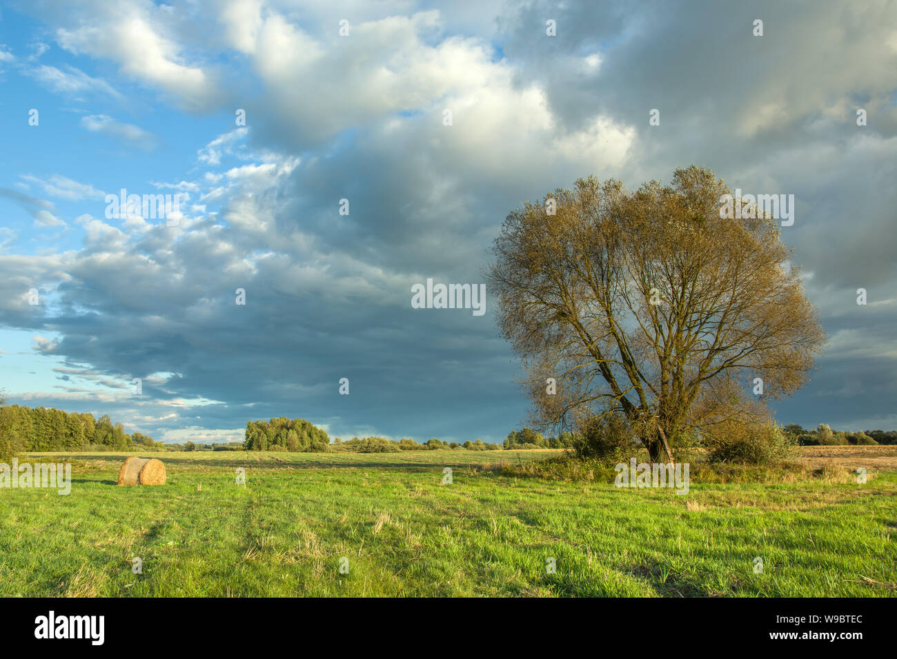 Big tree on the meadow and dark stormy cloud Stock Photo - Alamy