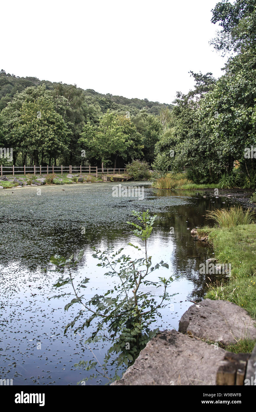 Pond surrounded by trees hi-res stock photography and images - Alamy