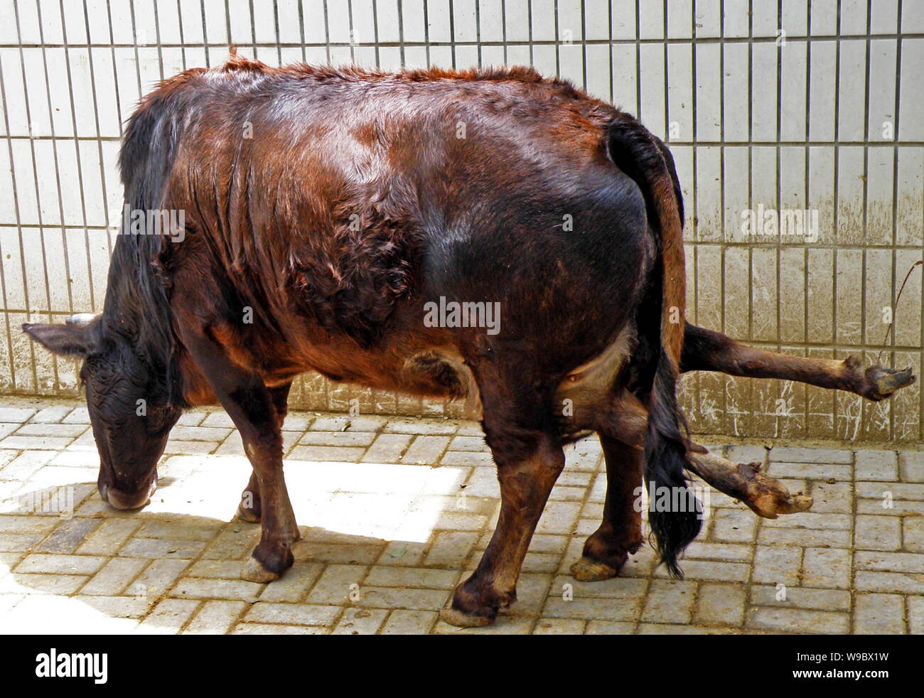 6 Legged Cow