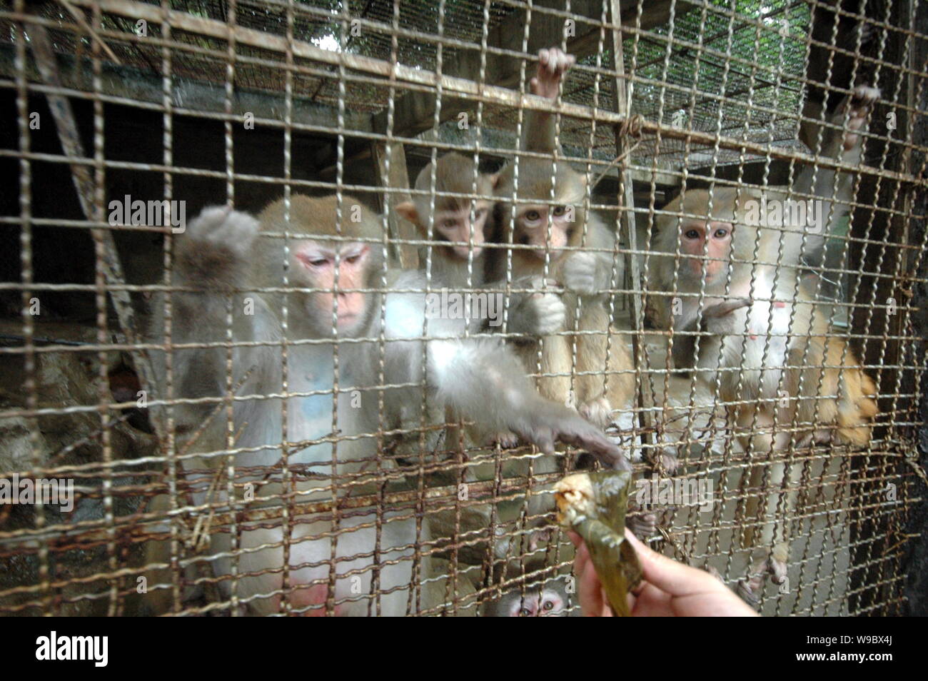 Monkeys are fed with zongzi, a kind of large glutinous rice dumplings ...