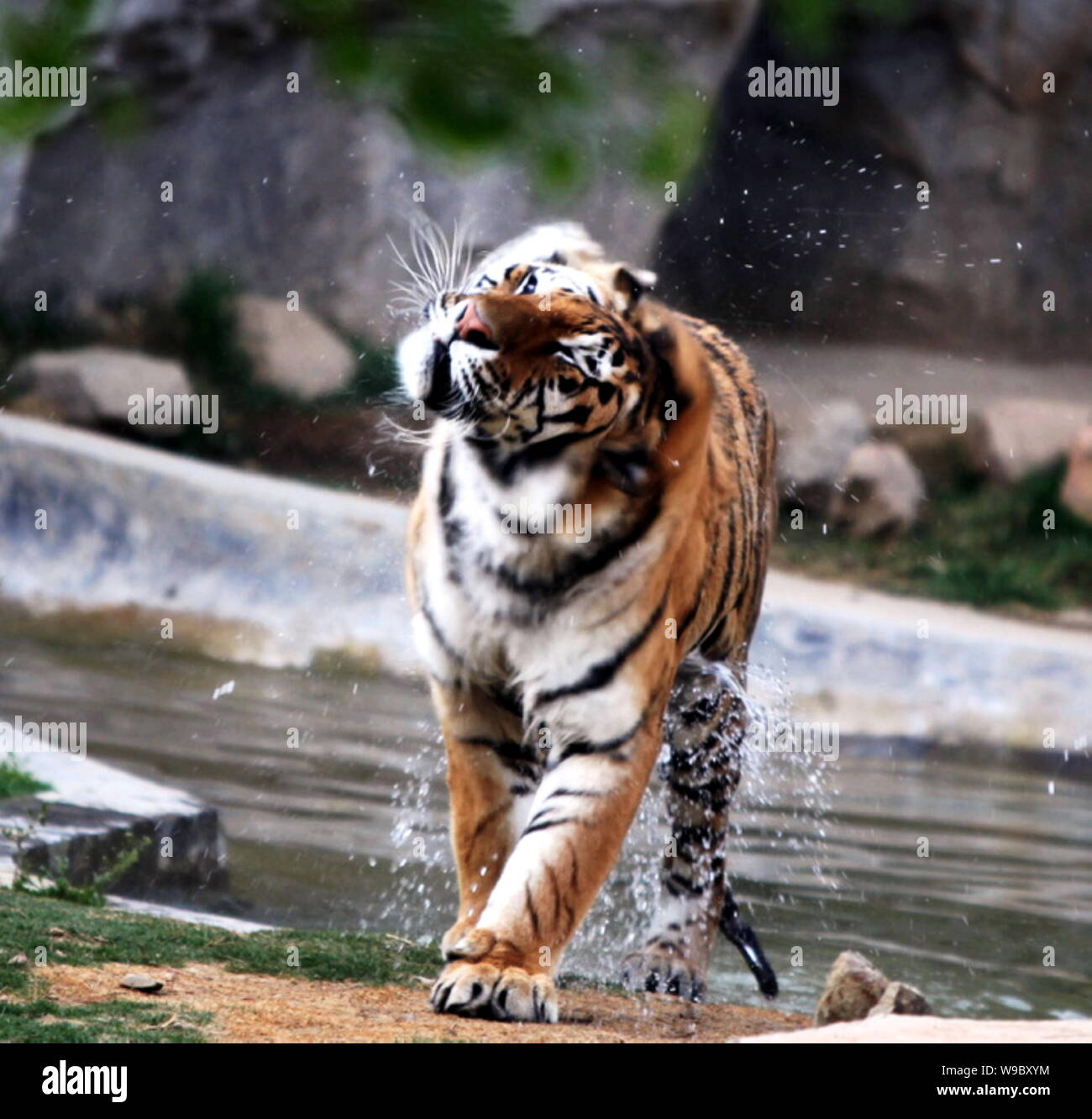 A tiger walks out from a pool in a heat wave in Chongqing, China, 13 ...