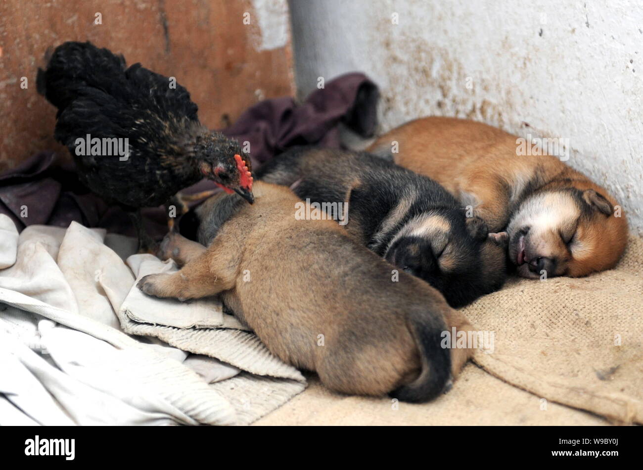 A hen attends a newborn dog cub at a house in Fuzhou, southeast Chinas ...