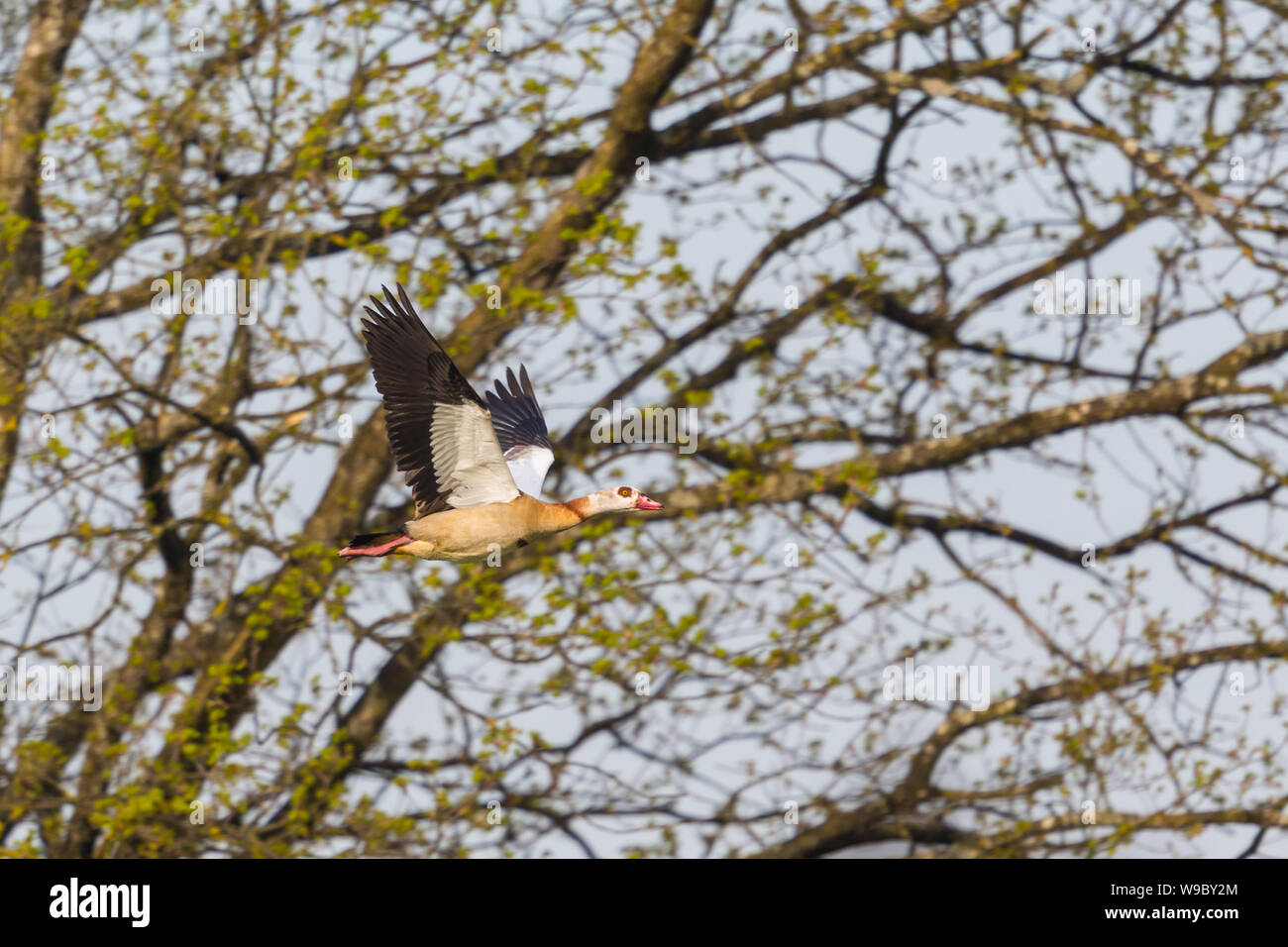 egyptian nile goose (alopochen aegyptiaca) in flight, branches ...