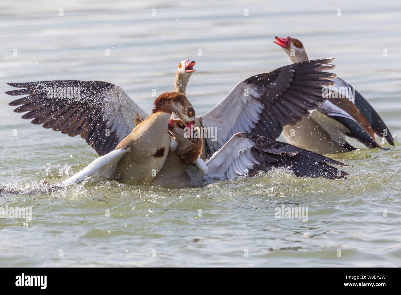 Nile geese hi-res stock photography and images - Alamy