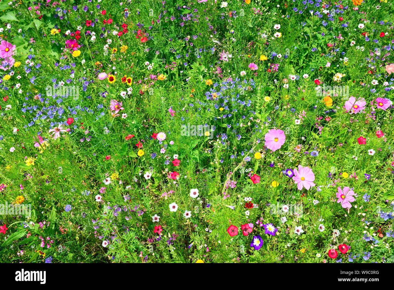 Wildflower Bed High Resolution Stock Photography and Images - Alamy