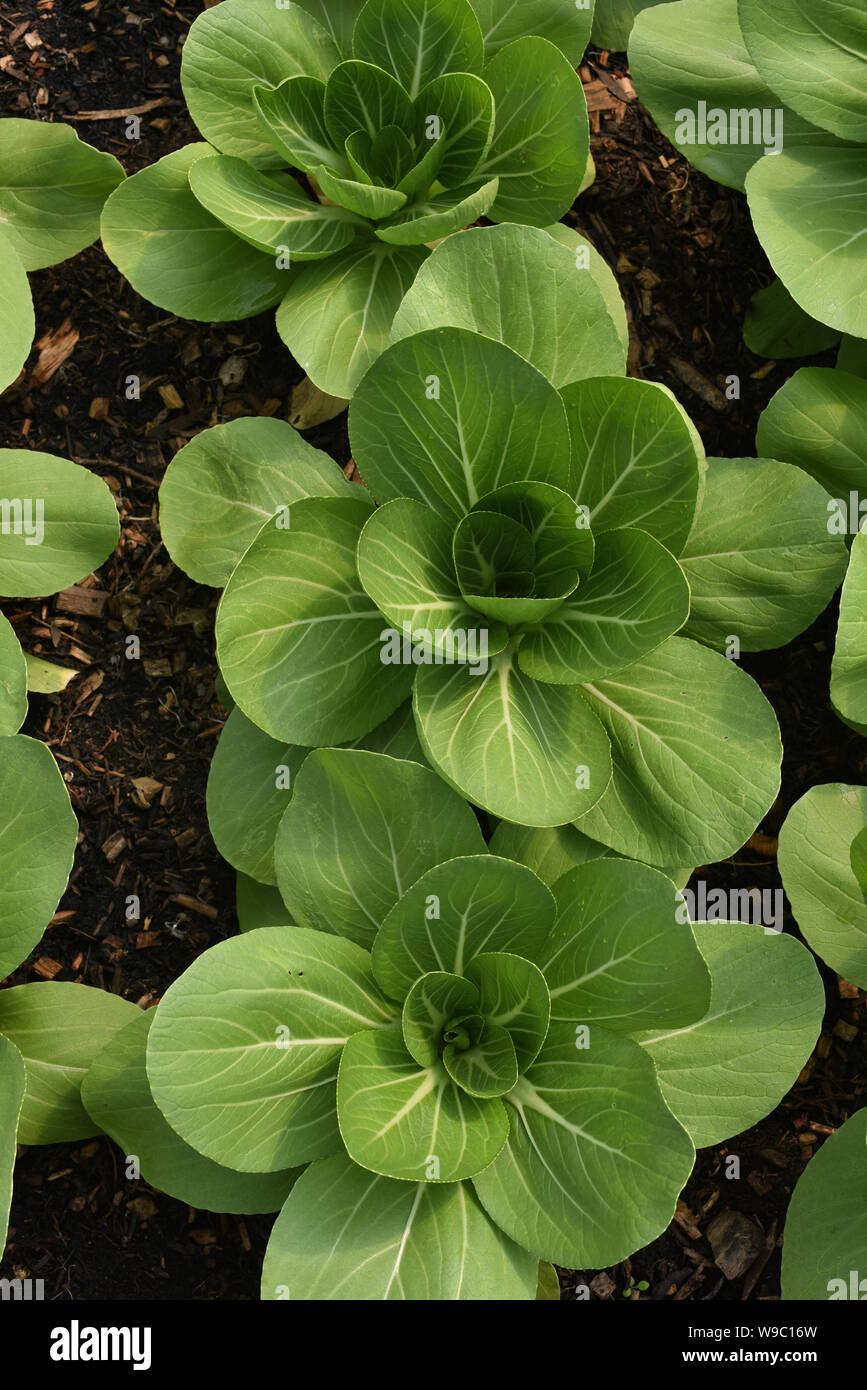 Pak Choi growing in a greenhouse (polytunnel) in England. Bok choy, pak ...