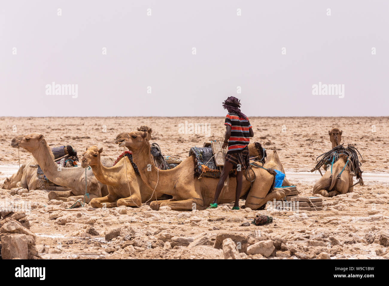 Camel caravan waiting for Afar man cutting and mining salt bricks ...