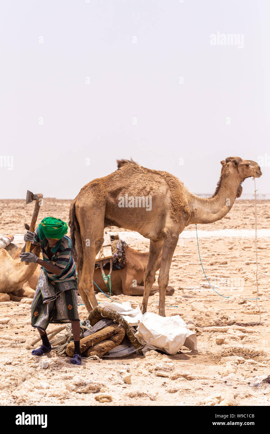 Camel caravan waiting for Afar man cutting and mining salt bricks ...