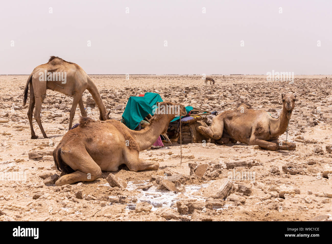 Camel caravan waiting for Afar man cutting and mining salt bricks ...