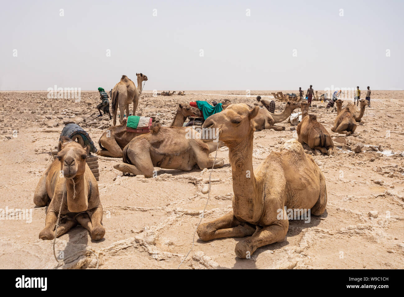 Camel caravan waiting for Afar man cutting and mining salt bricks ...