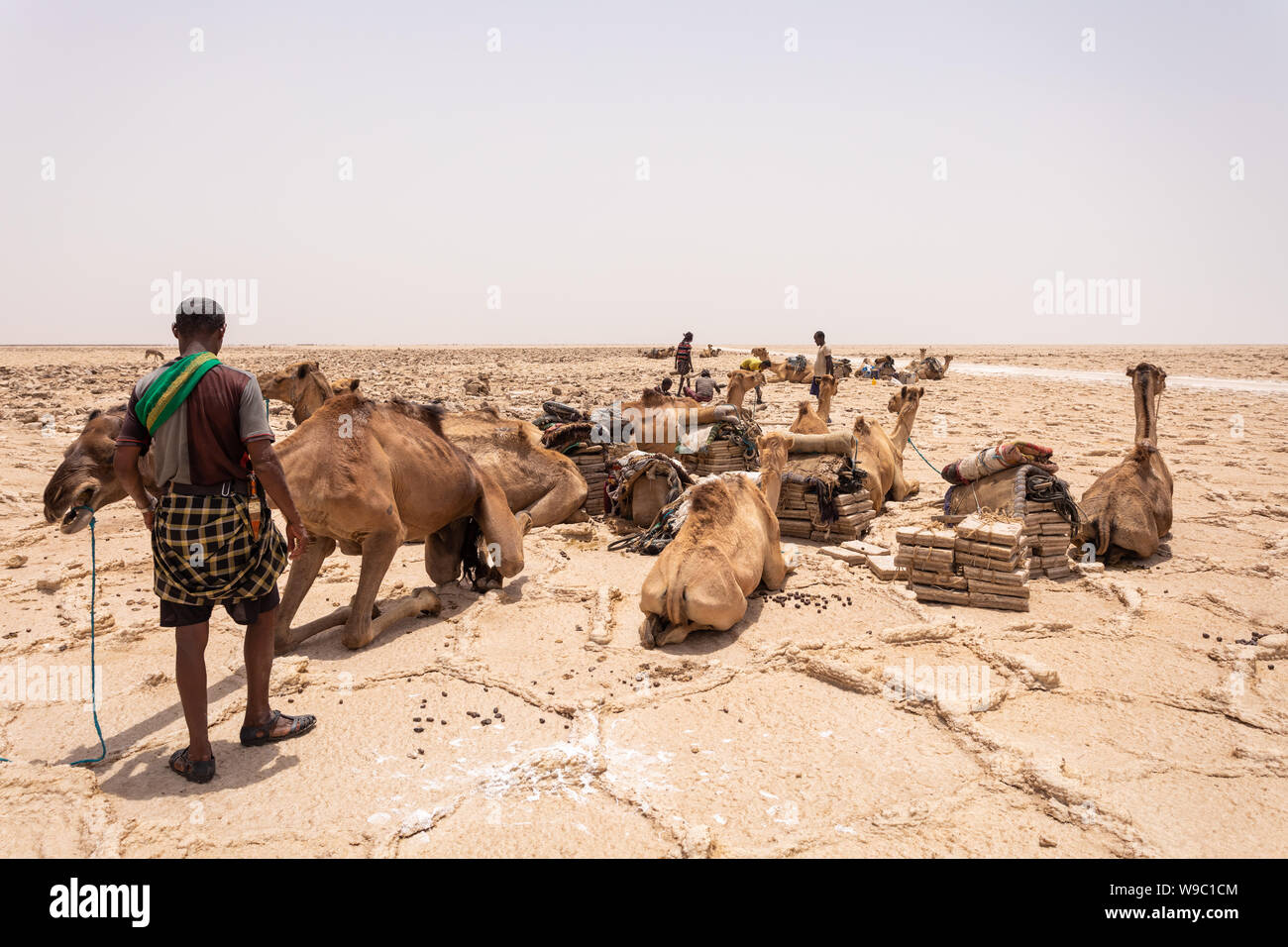 Camel caravan waiting for Afar man cutting and mining salt bricks ...