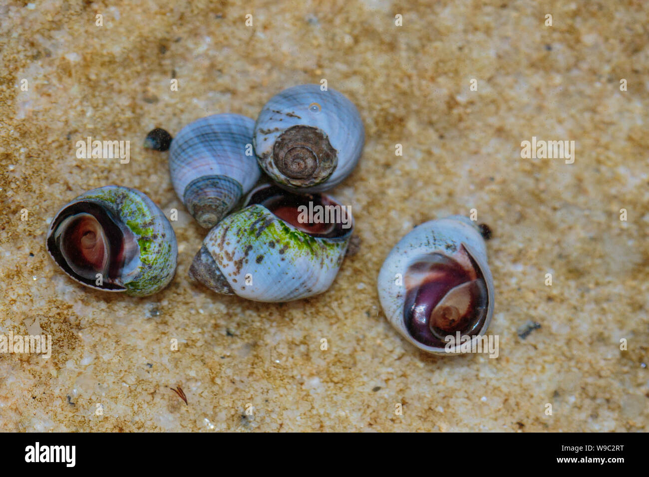 Group of periwinkles hi-res stock photography and images - Alamy