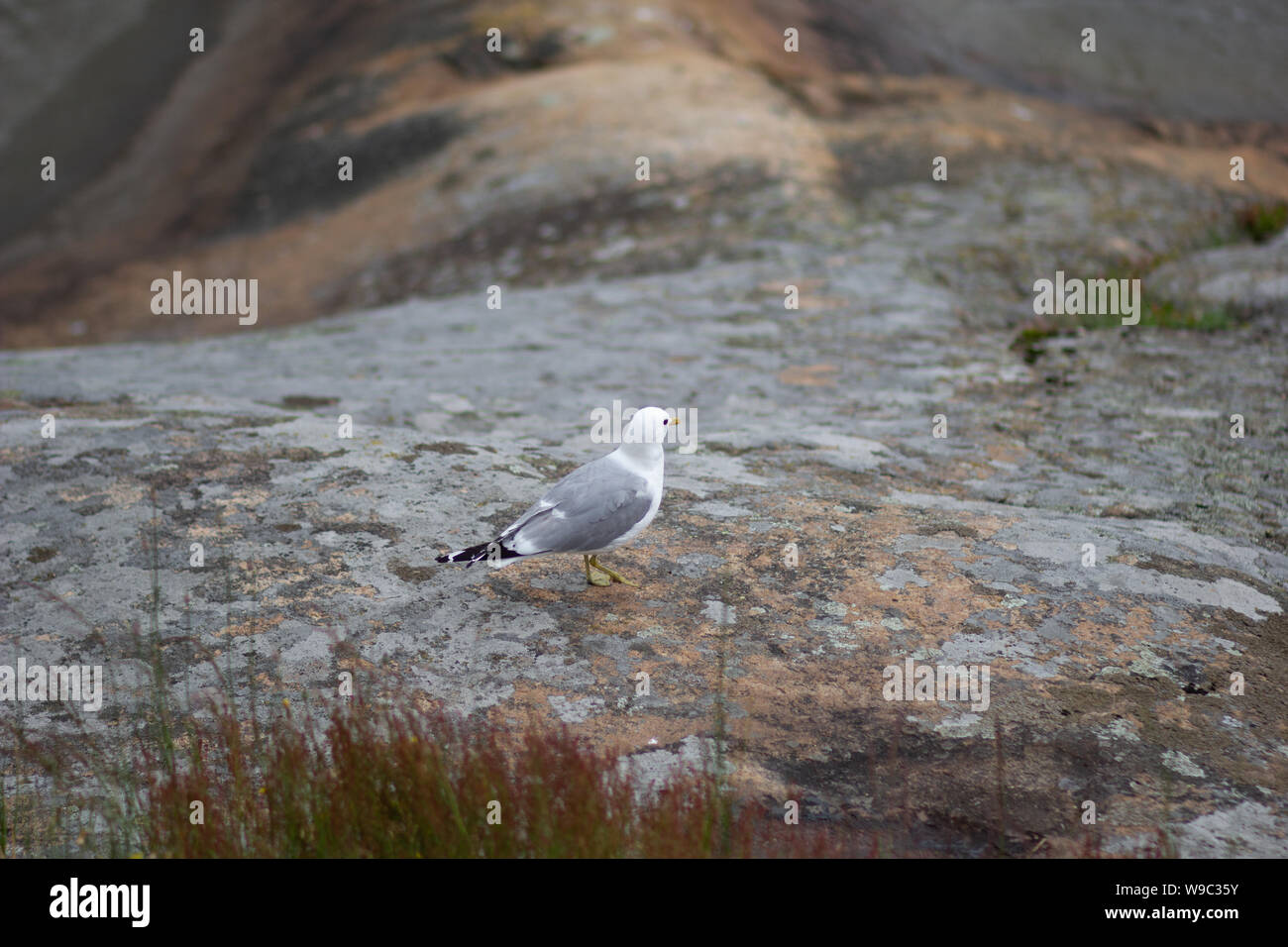 Back of seagull hi-res stock photography and images - Alamy