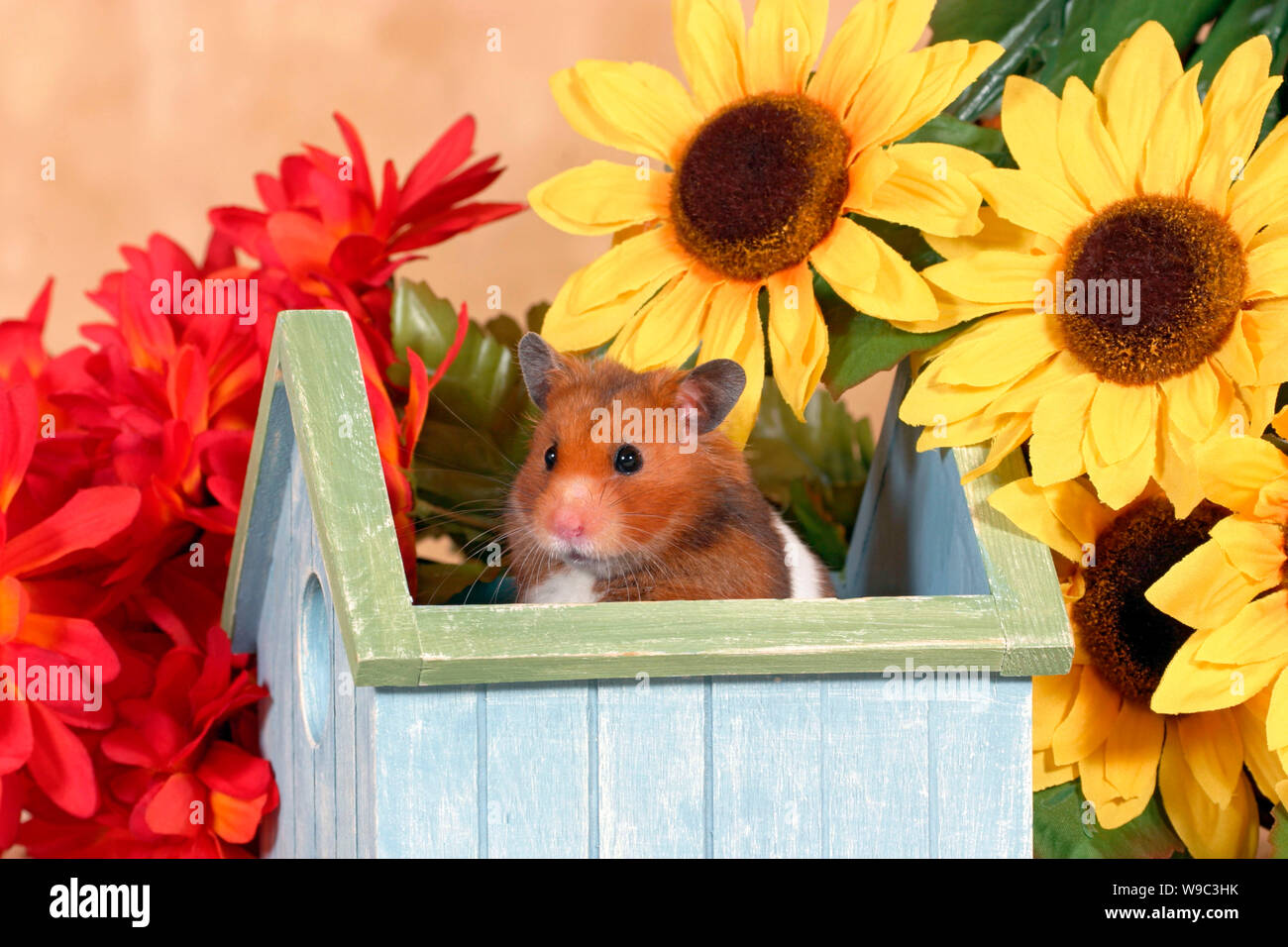 Golden Hamster sitting in Bird house by flowers Stock Photo - Alamy