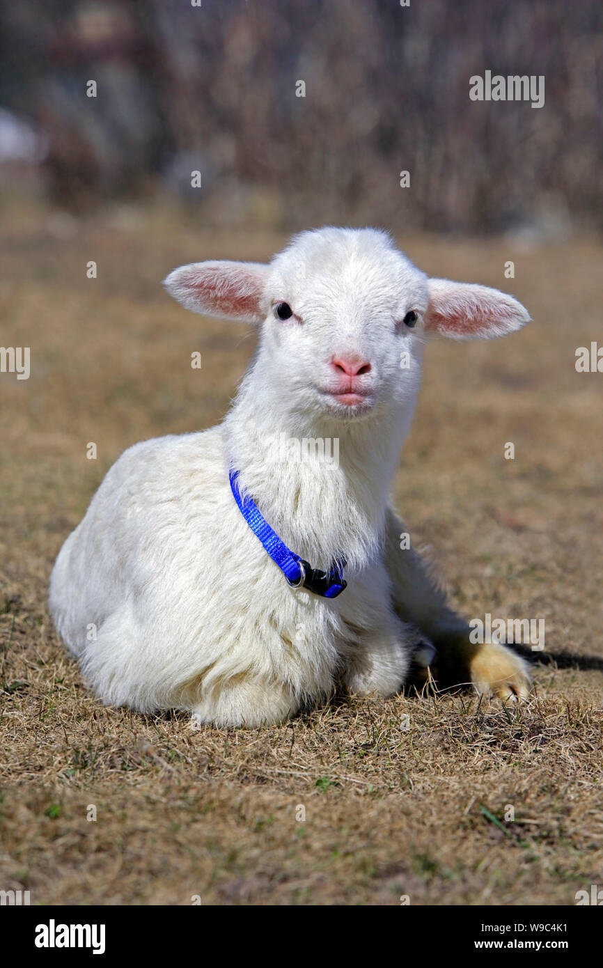 St croix sheep hi-res stock photography and images - Alamy