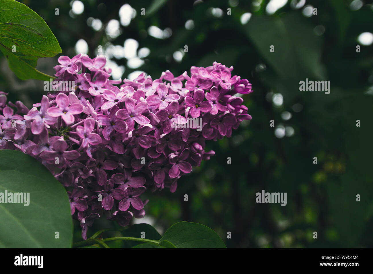 Spring flowers of lilac in the garden, spring background Stock Photo ...