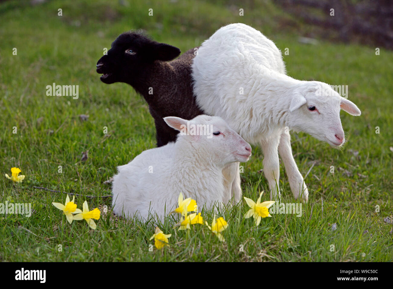 Suffolk sheep yellow grazing hi-res stock photography and images - Alamy