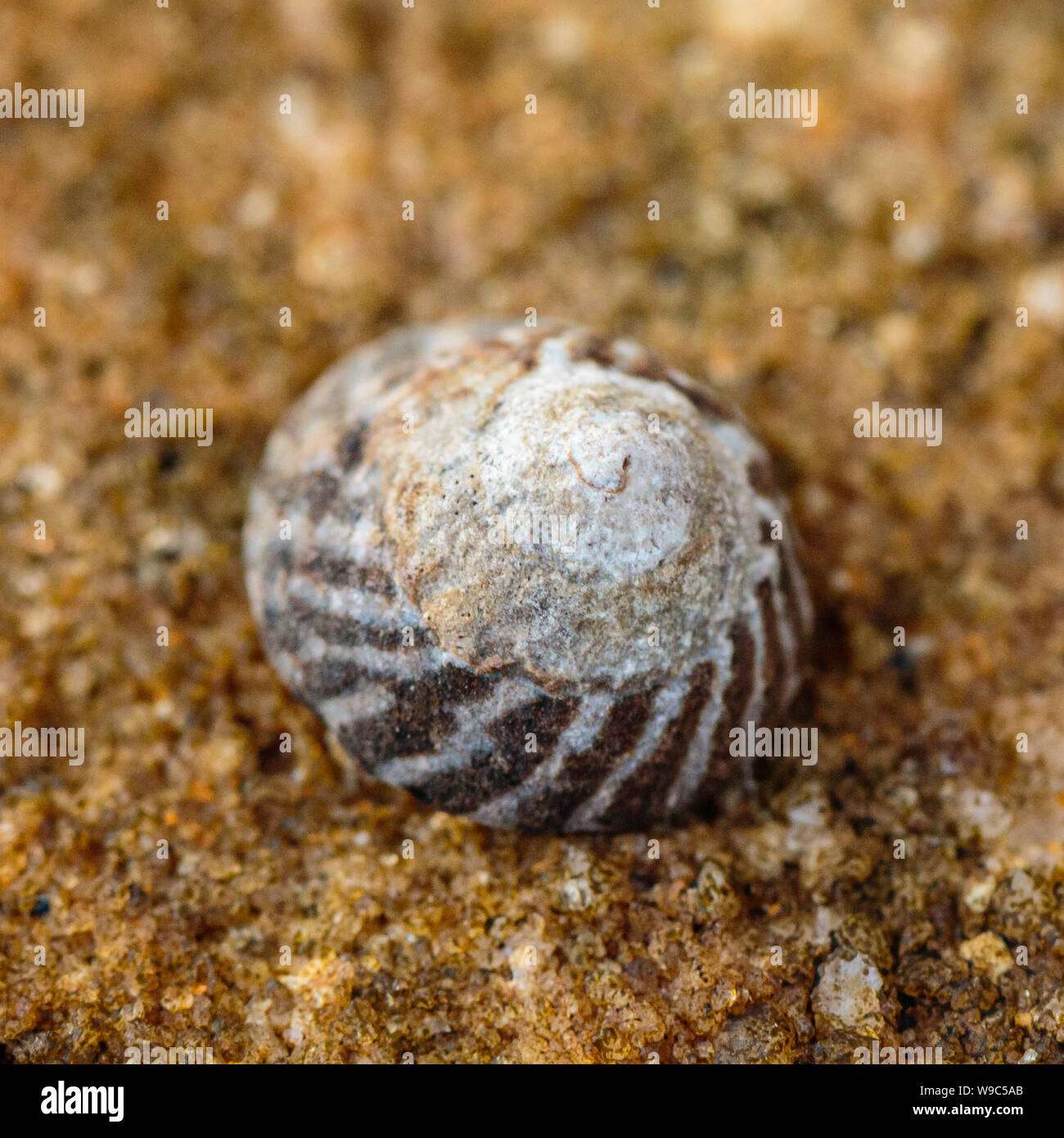 Turban shell hi-res stock photography and images - Alamy