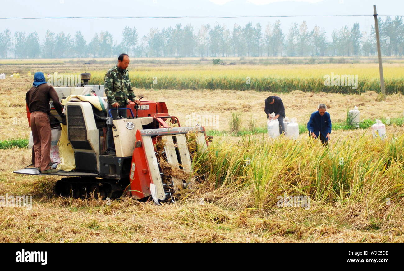 --FILE--Chinese farmers harvest rice in their fields in Ruichang city ...