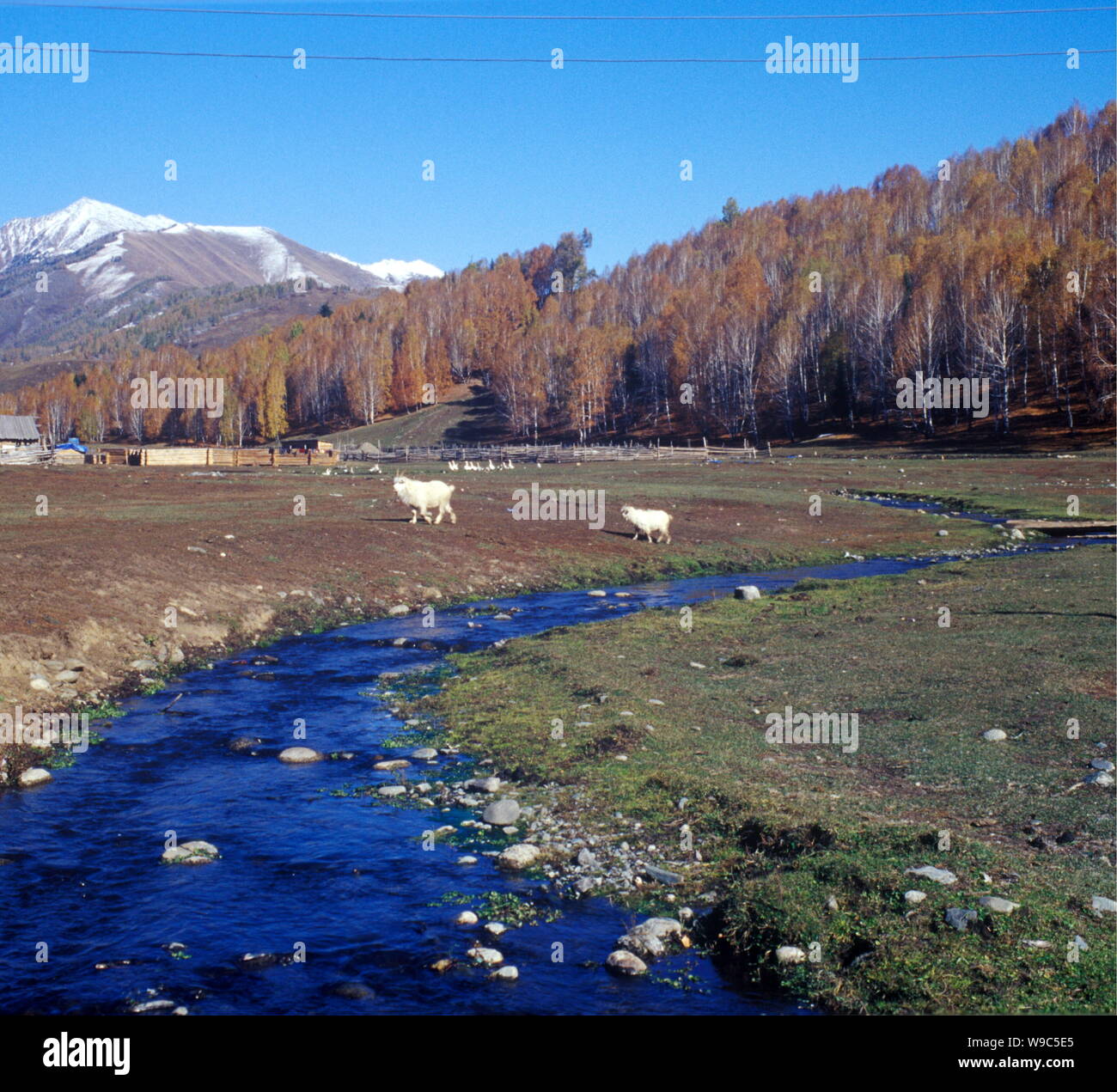 Landscape of river, trees and snow mountains in Tashkurgan Tajik ...