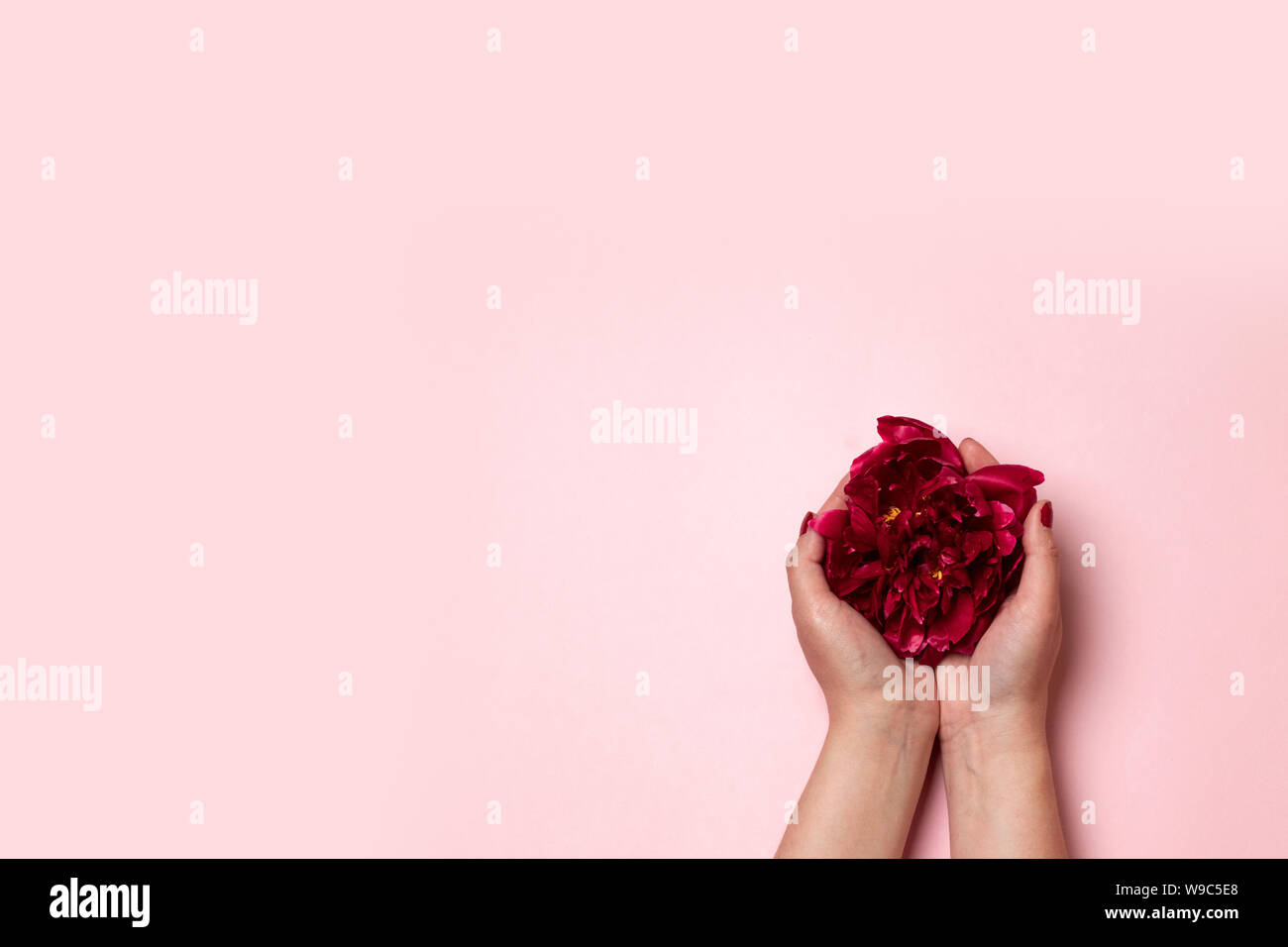 In vitro fertilization, IVF macro concept. Woman hold peony flower on ...