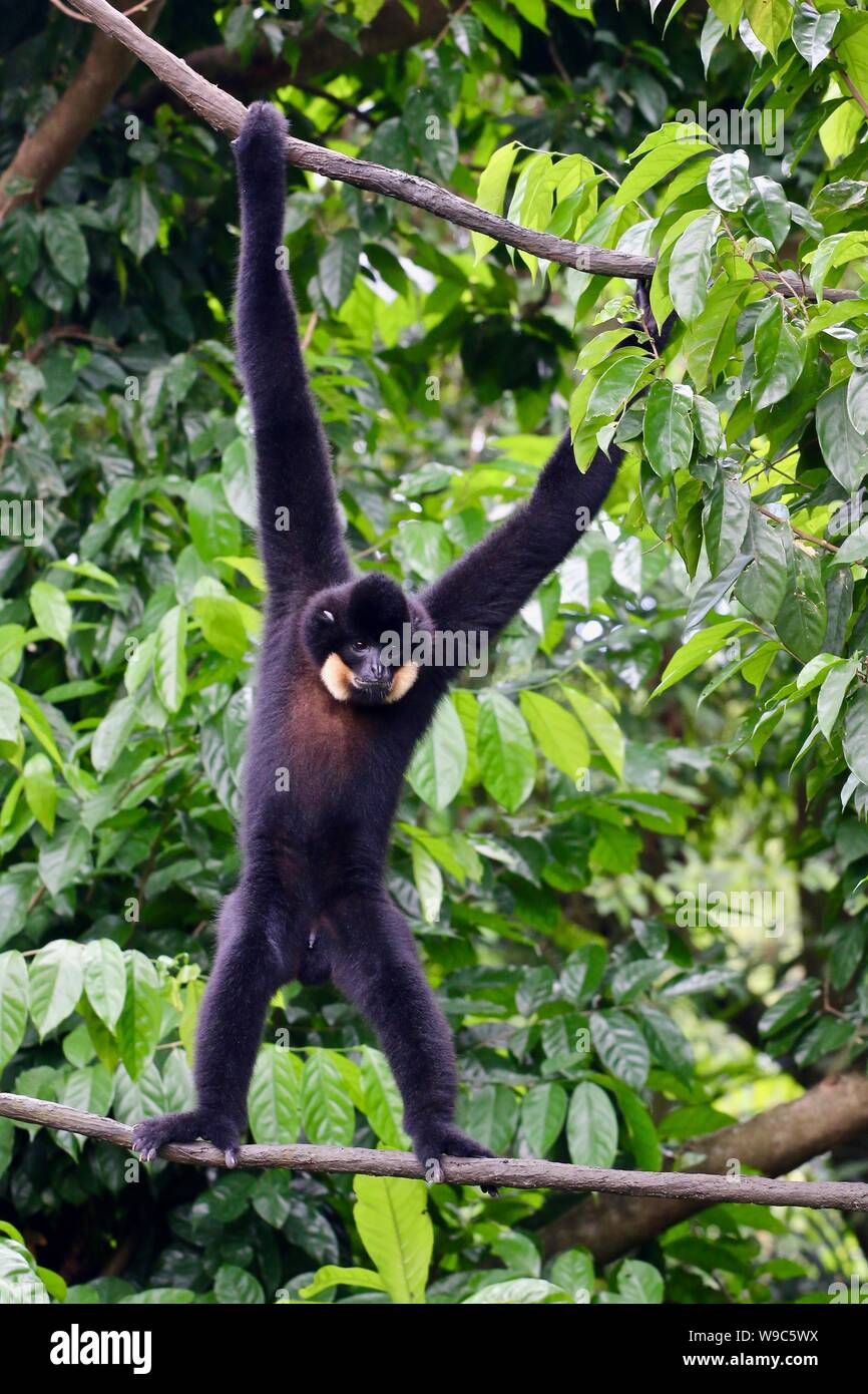 Black Gibbon hanging stretching in trees Stock Photo - Alamy
