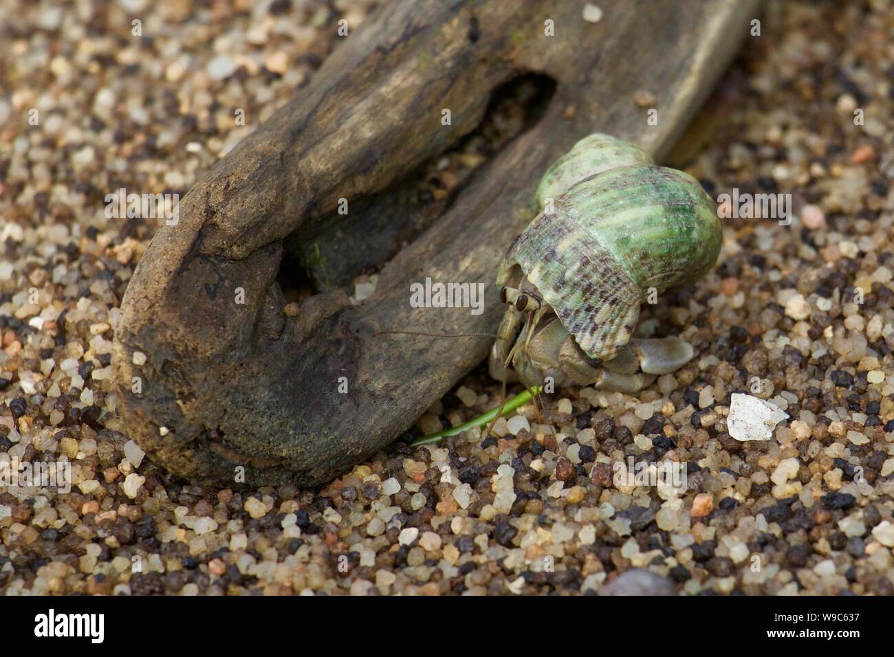 Green shell large female hermit crab Stock Photo - Alamy