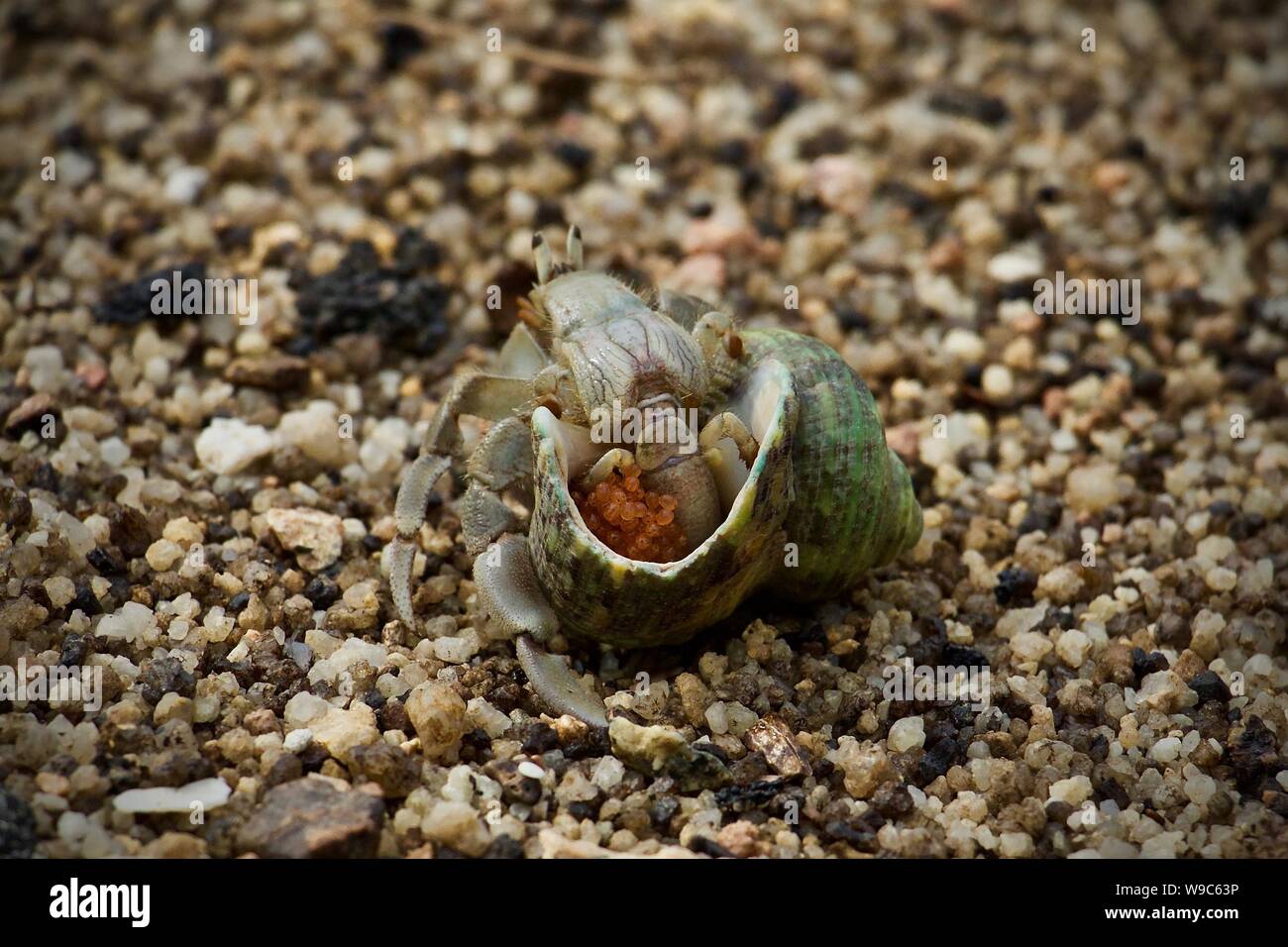 Shell carrying crab hi-res stock photography and images - Alamy