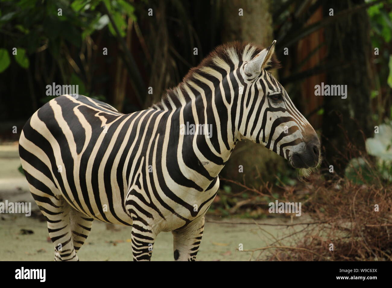 African zebra standing alone hi-res stock photography and images - Alamy