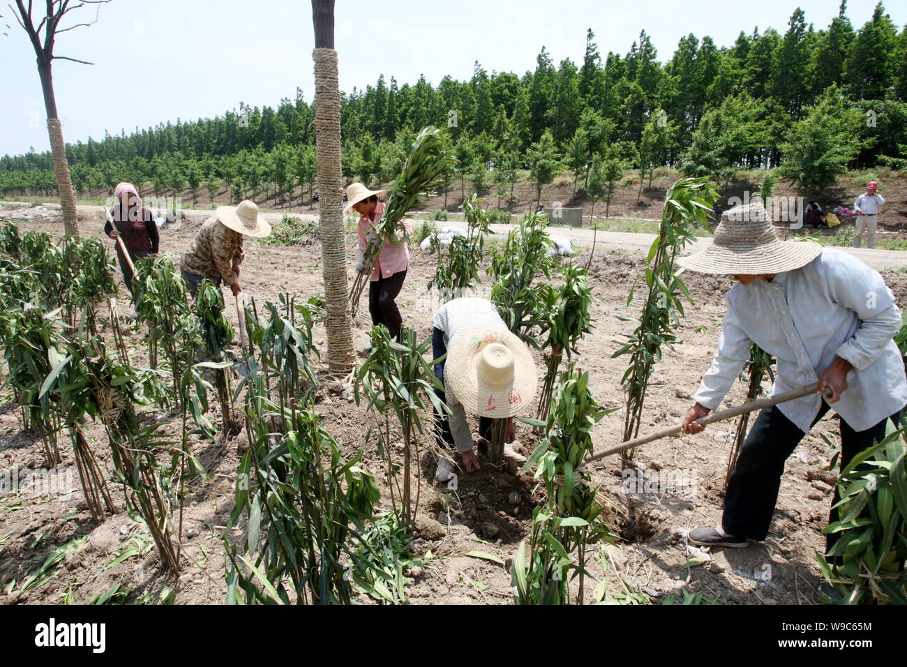 Laogang hi-res stock photography and images - Alamy