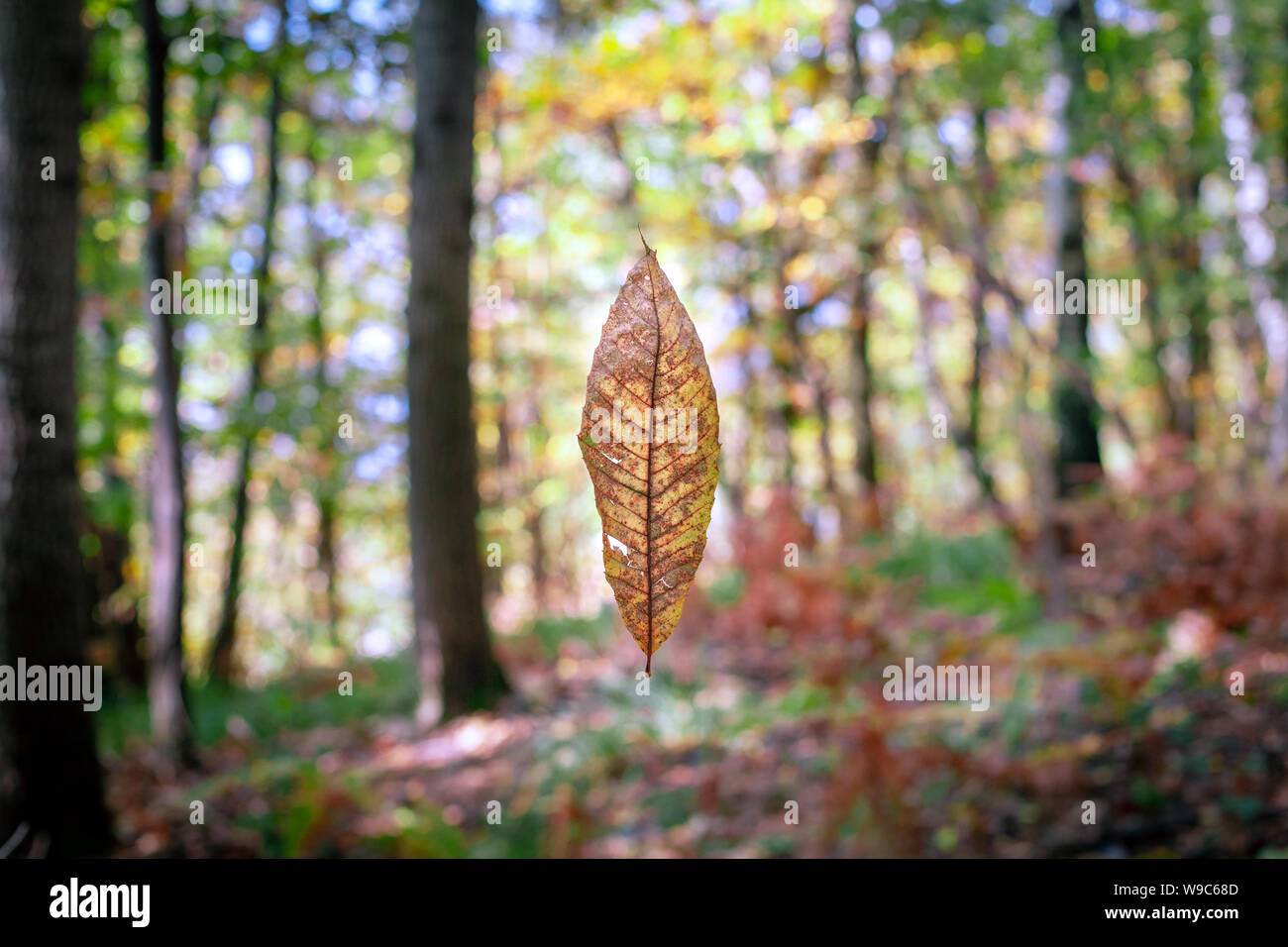 falling leaf in a forest in autumn Stock Photo - Alamy