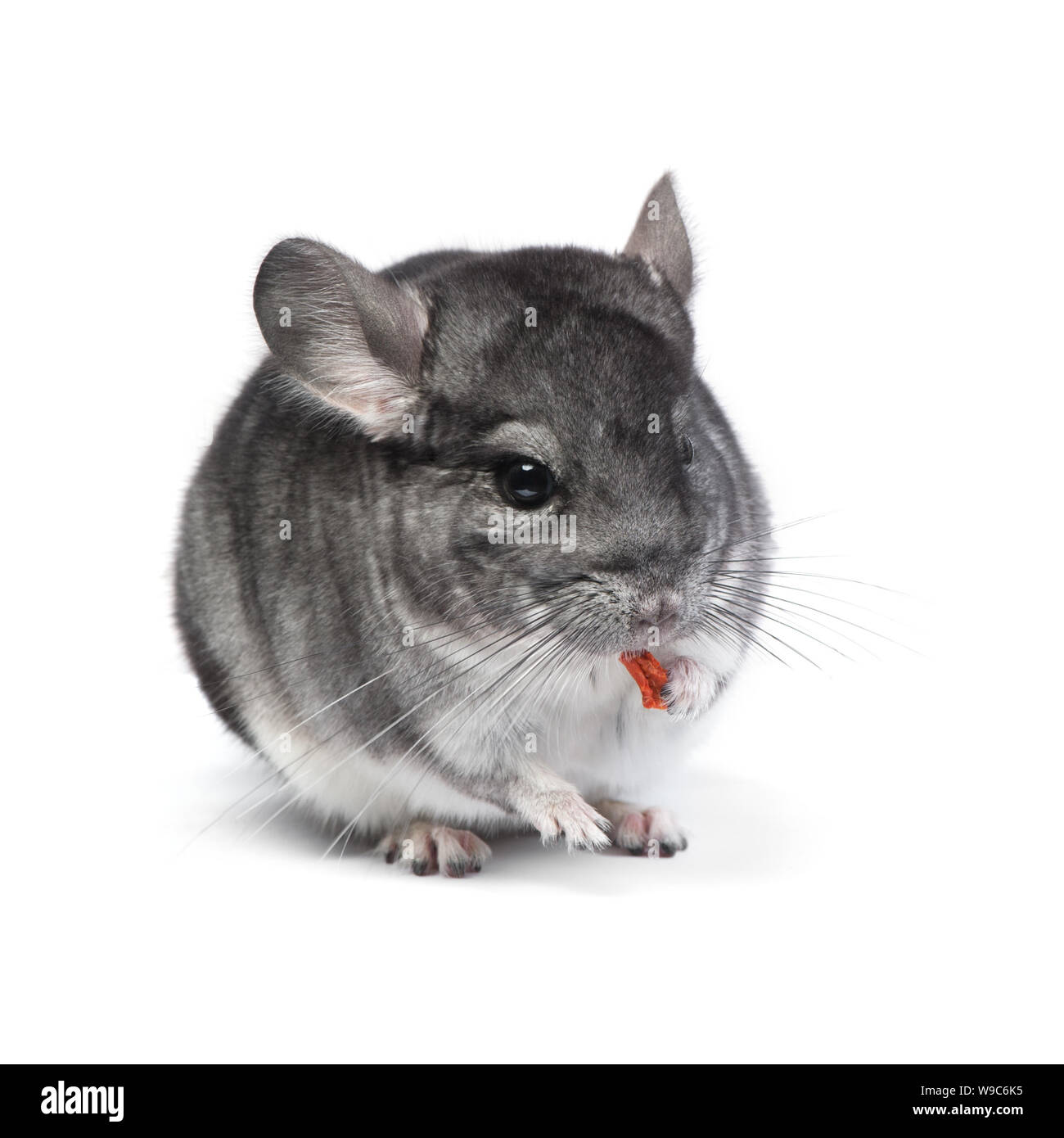 Cute grey Chinchilla in studio isolated on white background Stock Photo ...