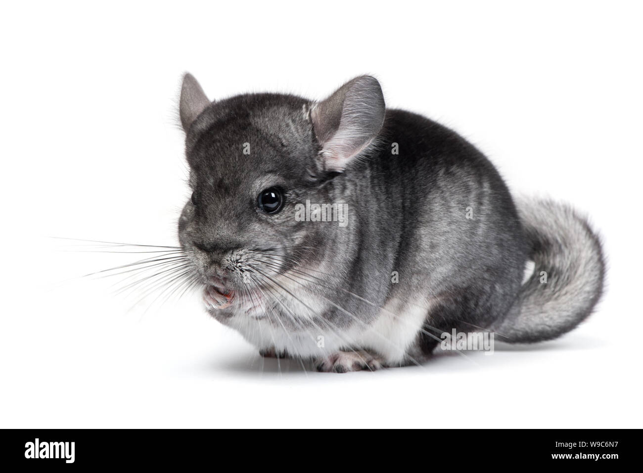 Gray Chinchillas