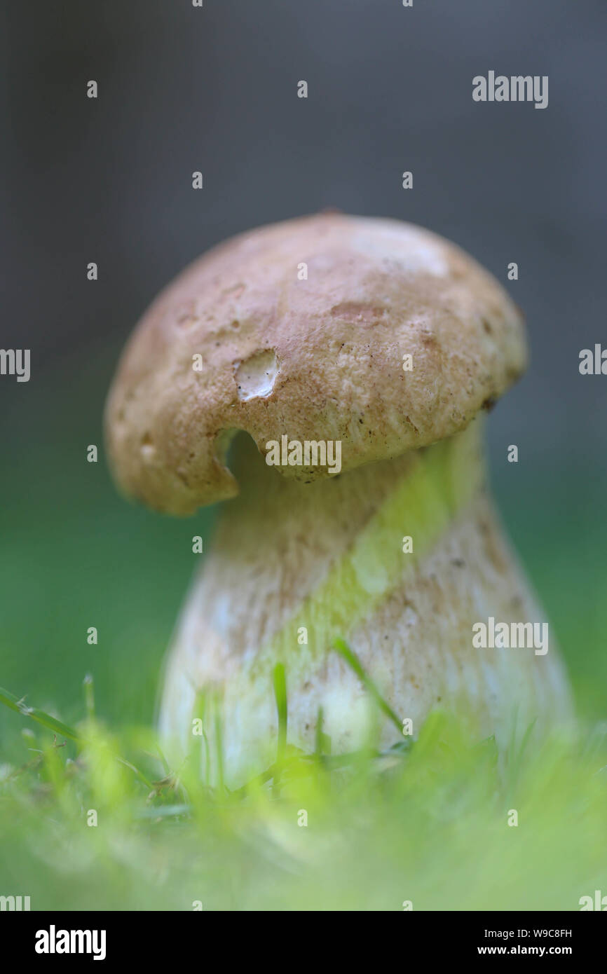 Steinpilze hi-res stock photography and images - Alamy