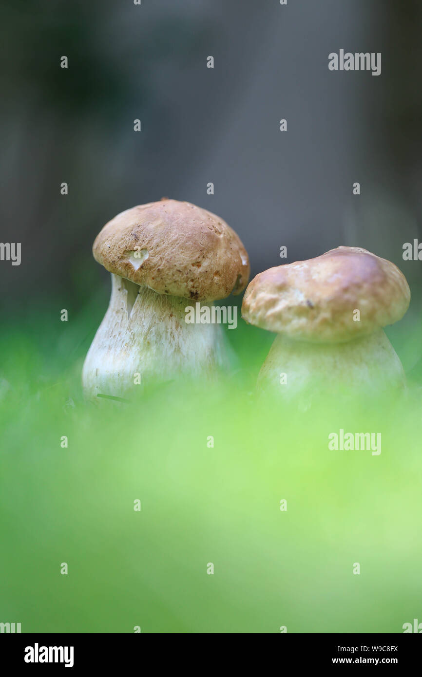 Steinpilze hi-res stock photography and images - Alamy