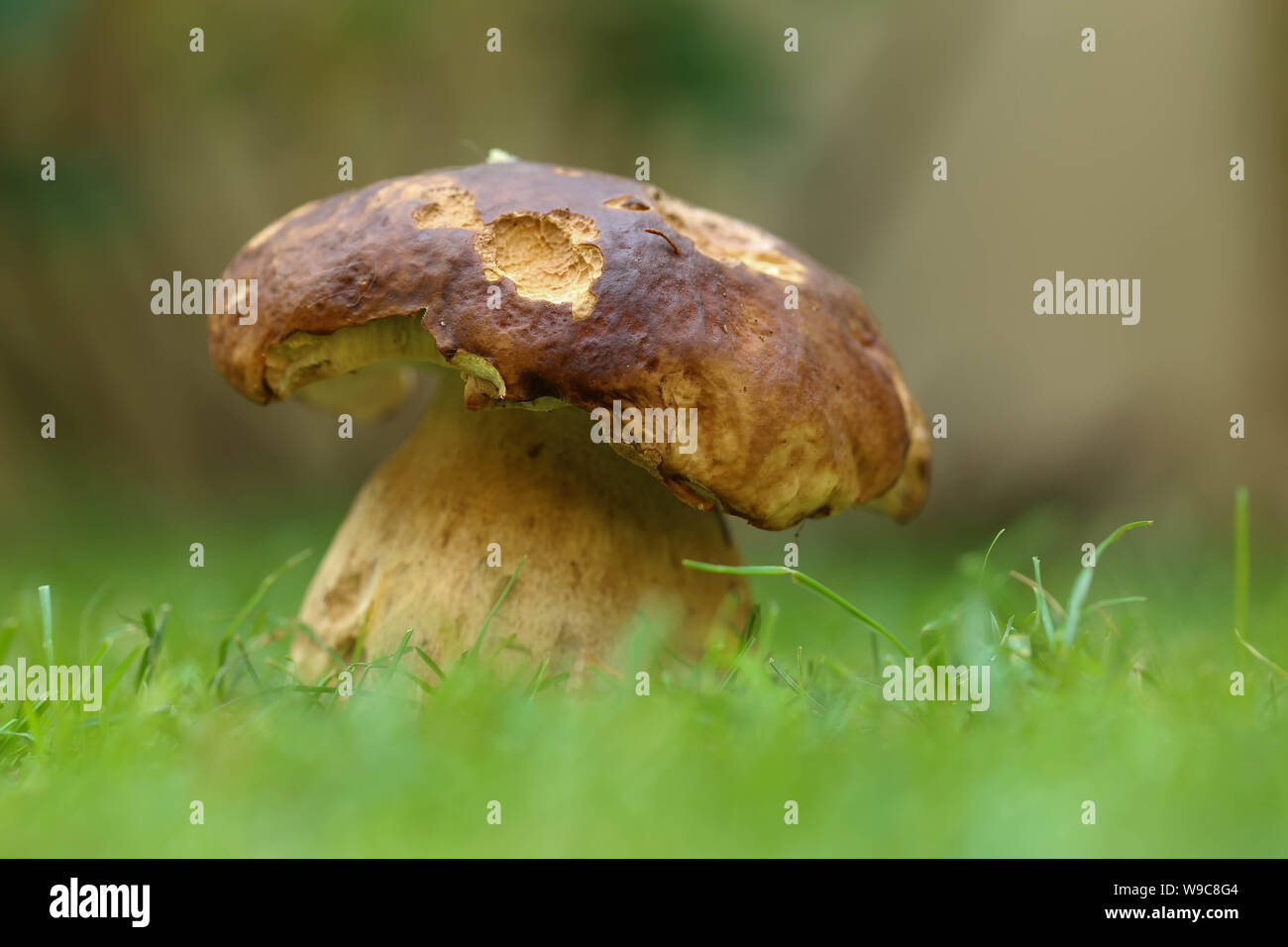 Steinpilze hi-res stock photography and images - Alamy