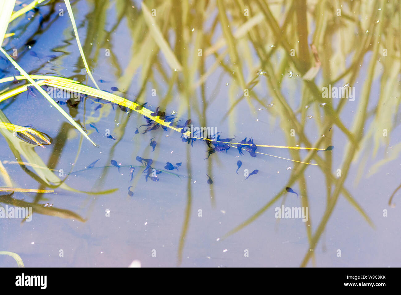 Tadpoles swimming underwater hi-res stock photography and images - Alamy