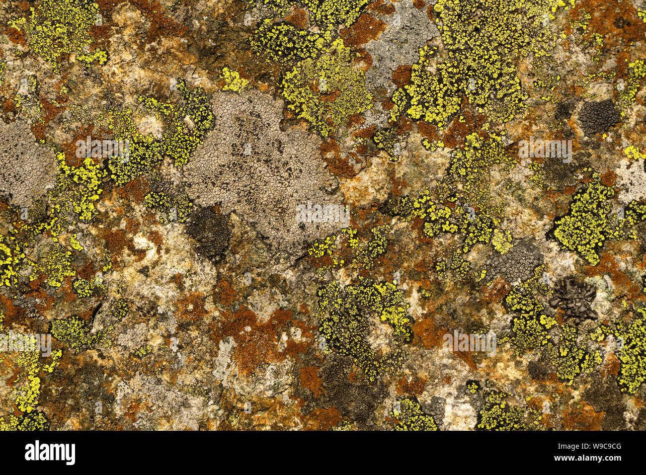 background, texture - surface of wild stone, covered with multi-colored ...