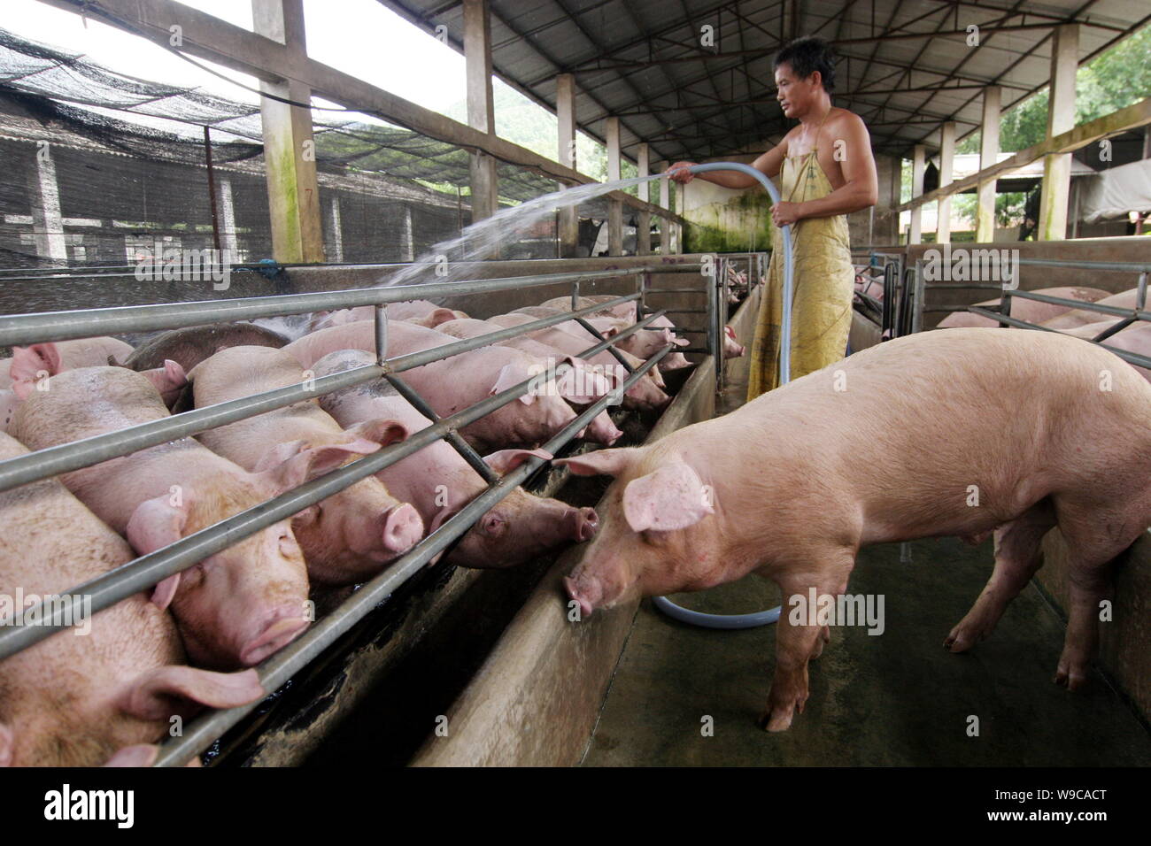 --FILE--A Chinese farmer sprays water to clean pigs at a pig farm in ...