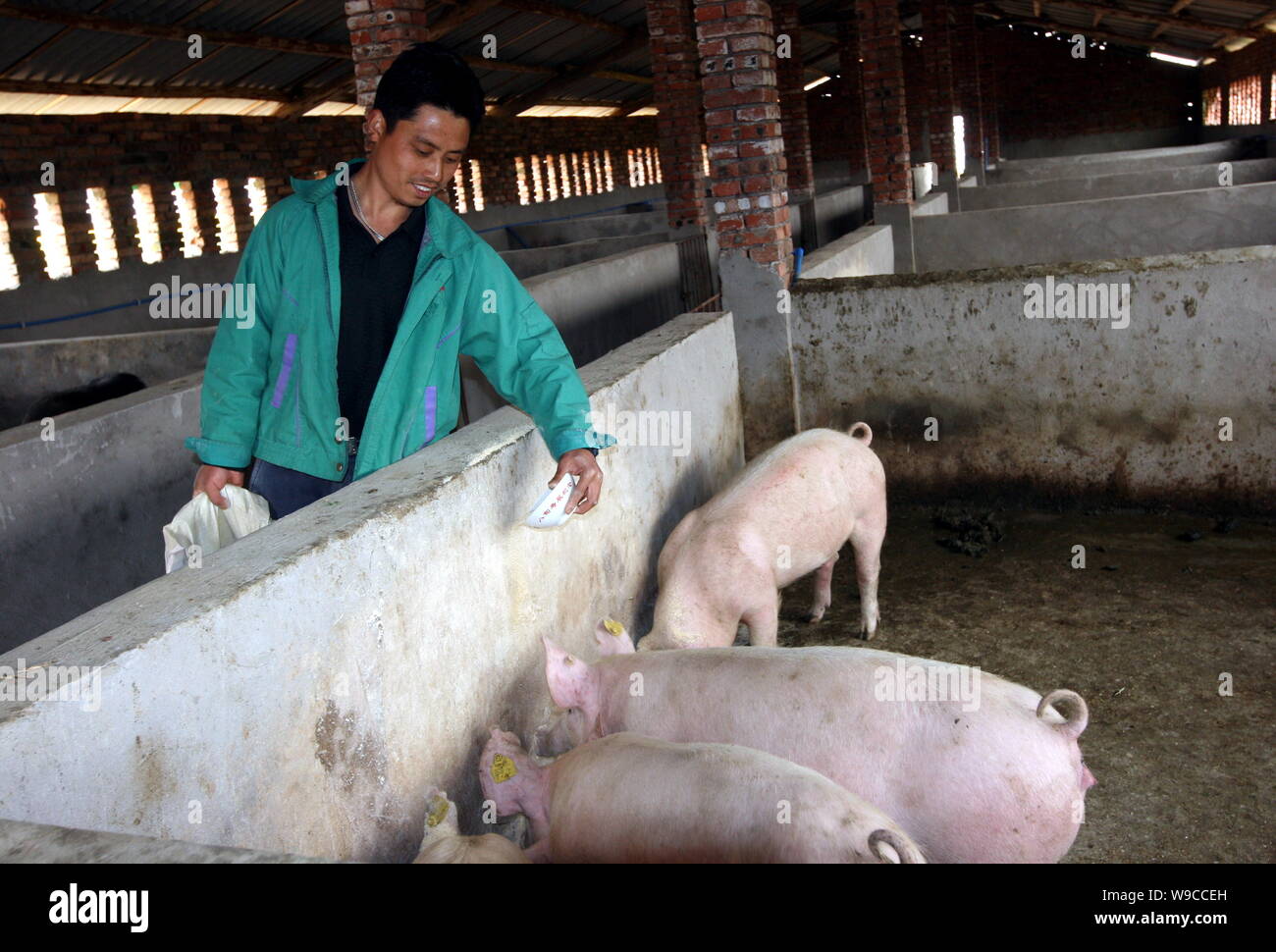 --FILE--A Chinese farmer feeds pigs at a pig farm in Qinlao village ...