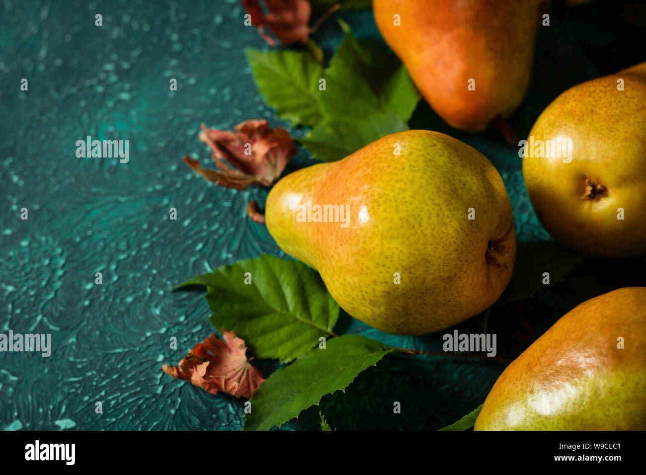 Harvest organic pears in the leaves. Harvest of organic pears in leaves ...