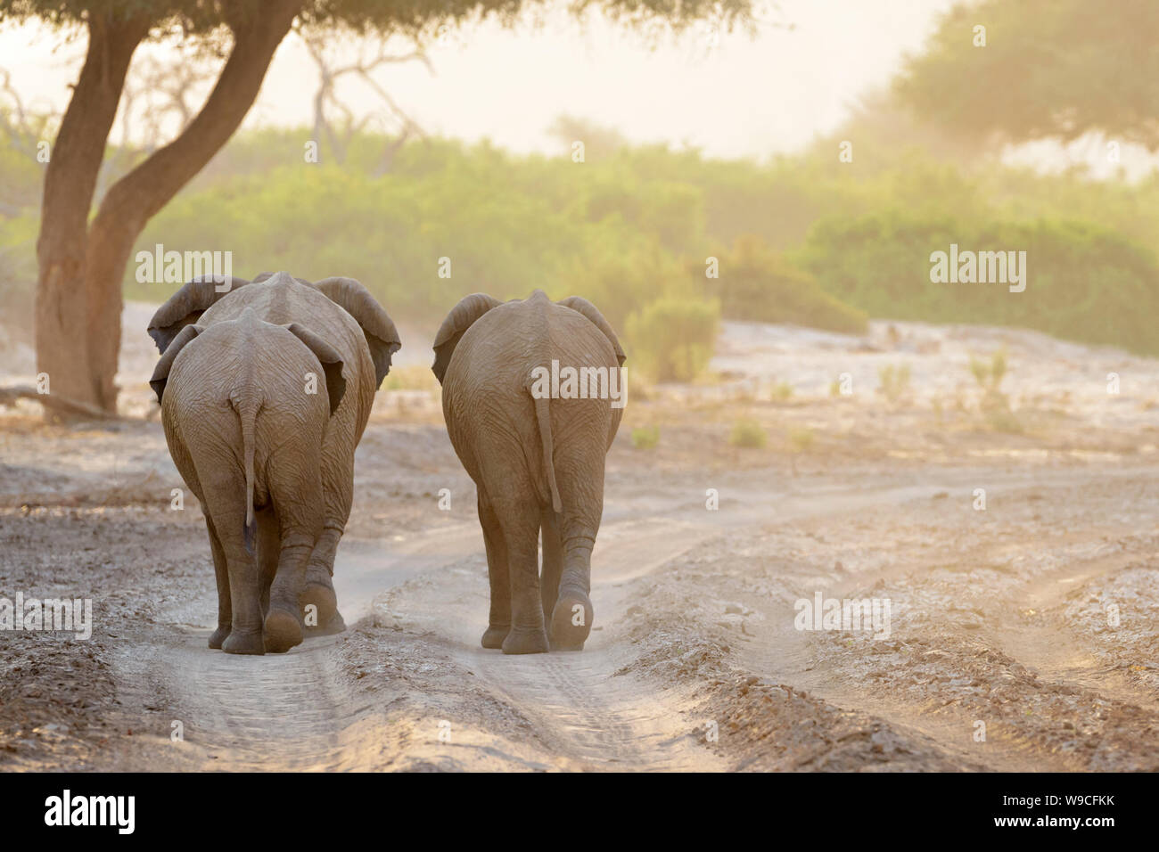 Walking back view hi-res stock photography and images - Alamy