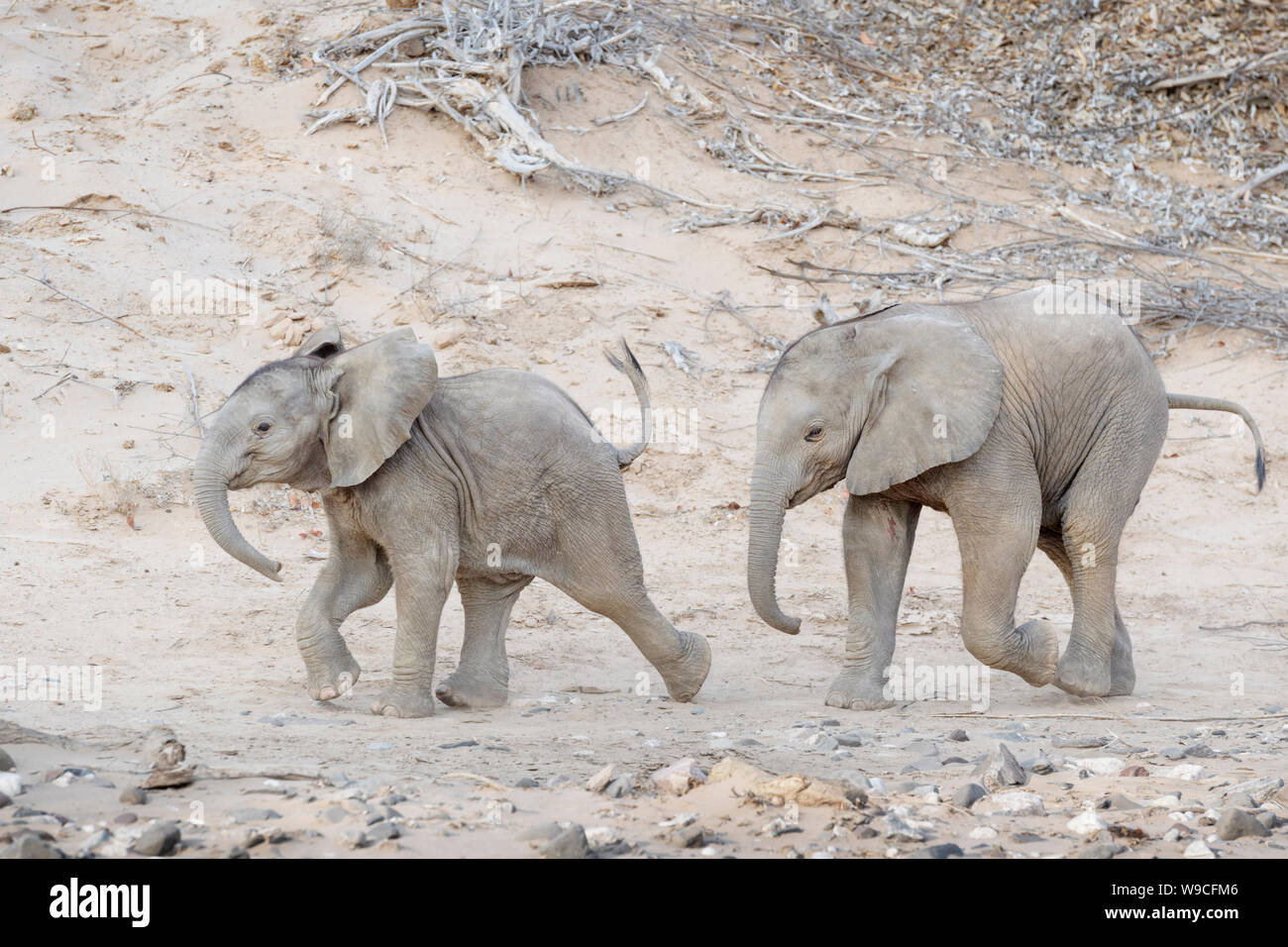 Elephant with two calves hi-res stock photography and images - Alamy