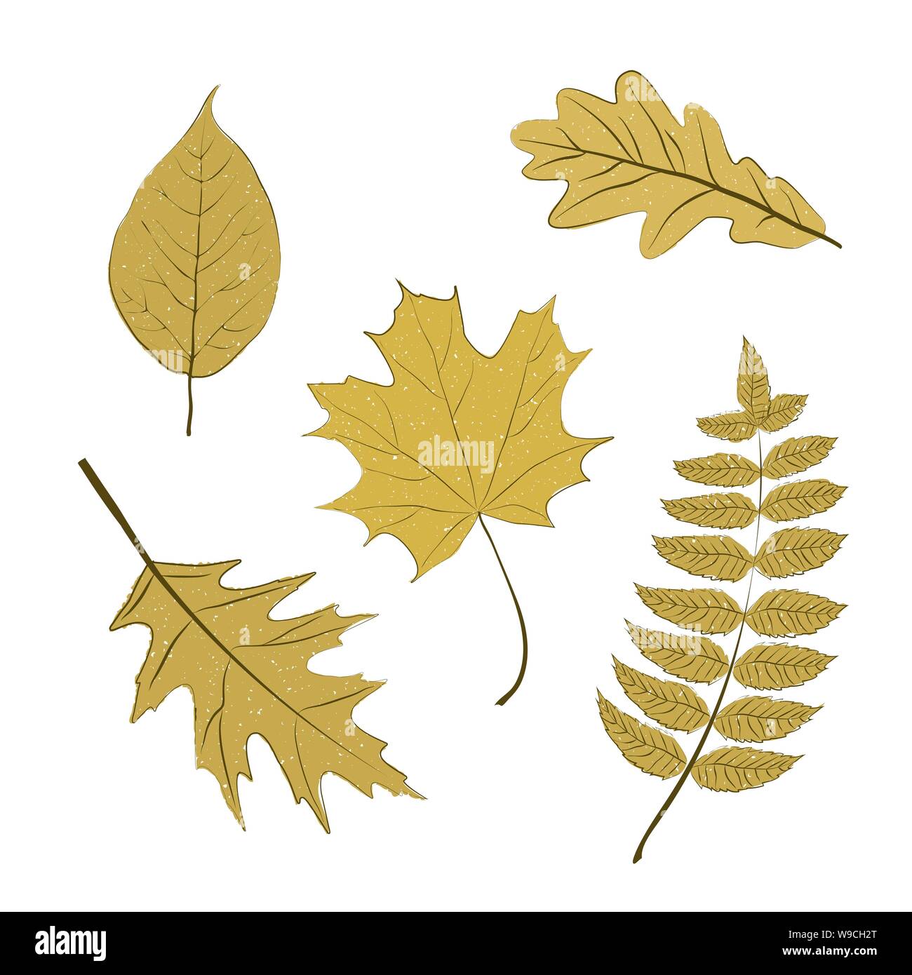 Golden autumn foliage chestnut Stock Vector Images - Alamy