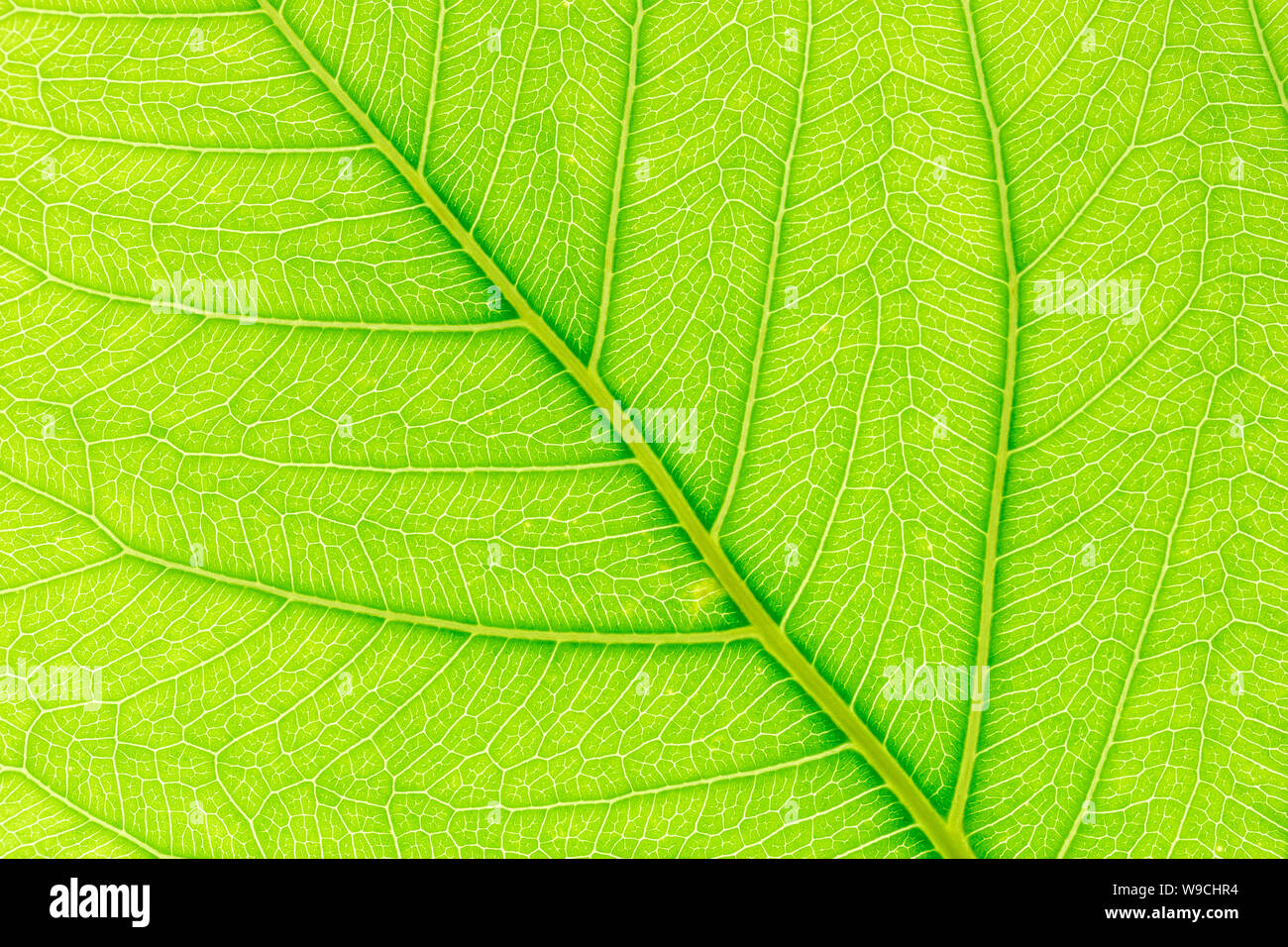 Green leaf pattern texture background with light behind for website ...