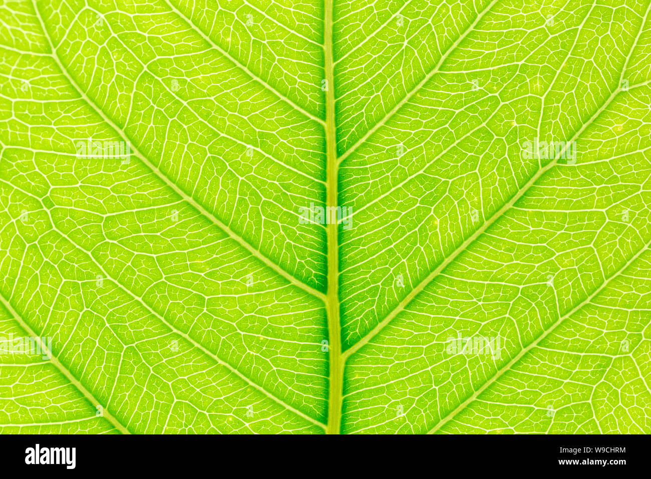 Green leaf pattern texture background with light behind for website ...