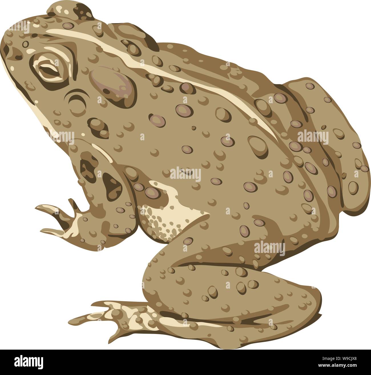 Toad warts Stock Vector Images - Alamy