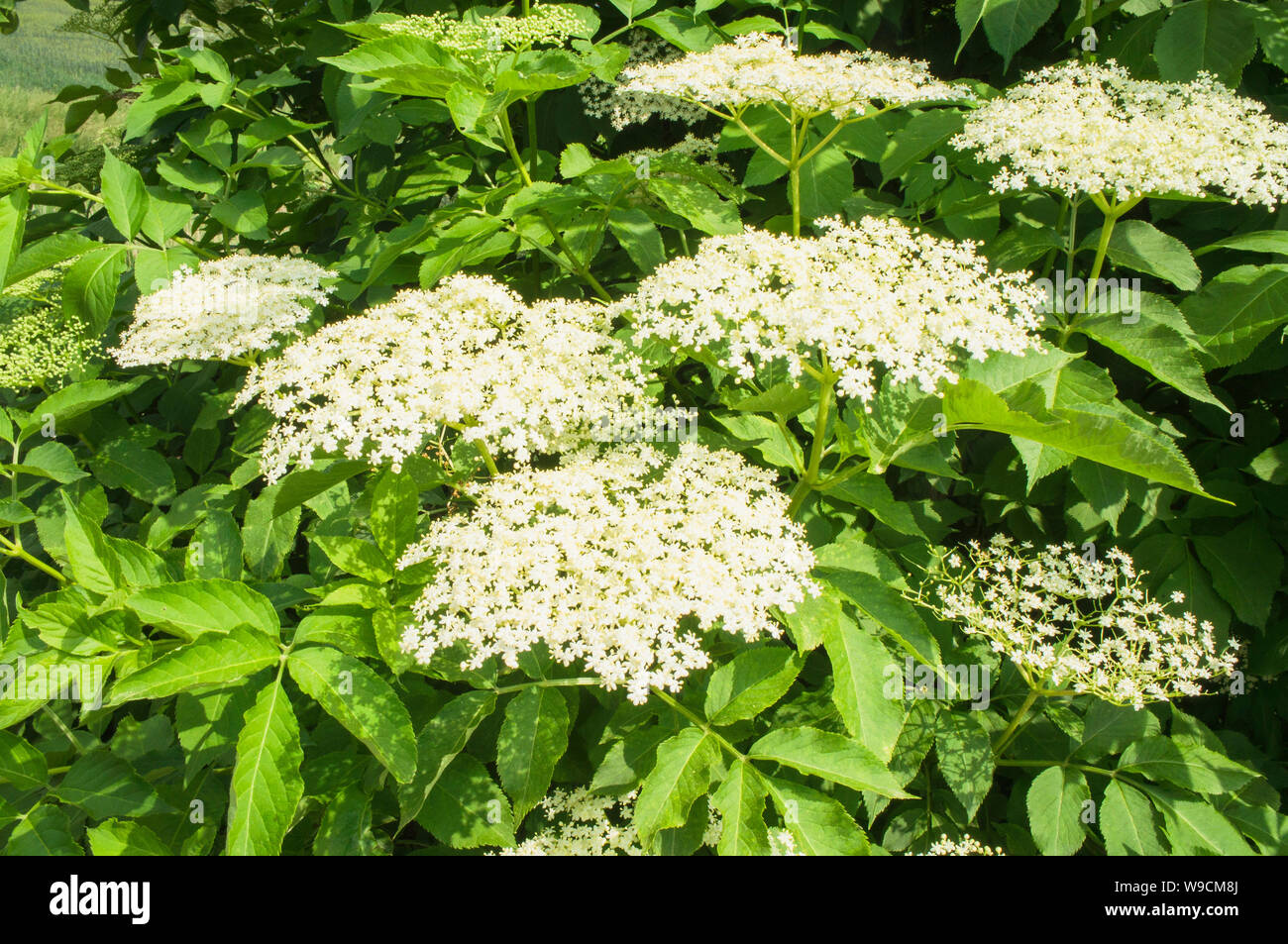 Sambucus nigra, elder, elderberry, black elder, European elder, plant ...