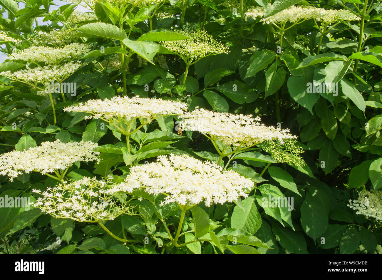 Elder plant hi-res stock photography and images - Alamy