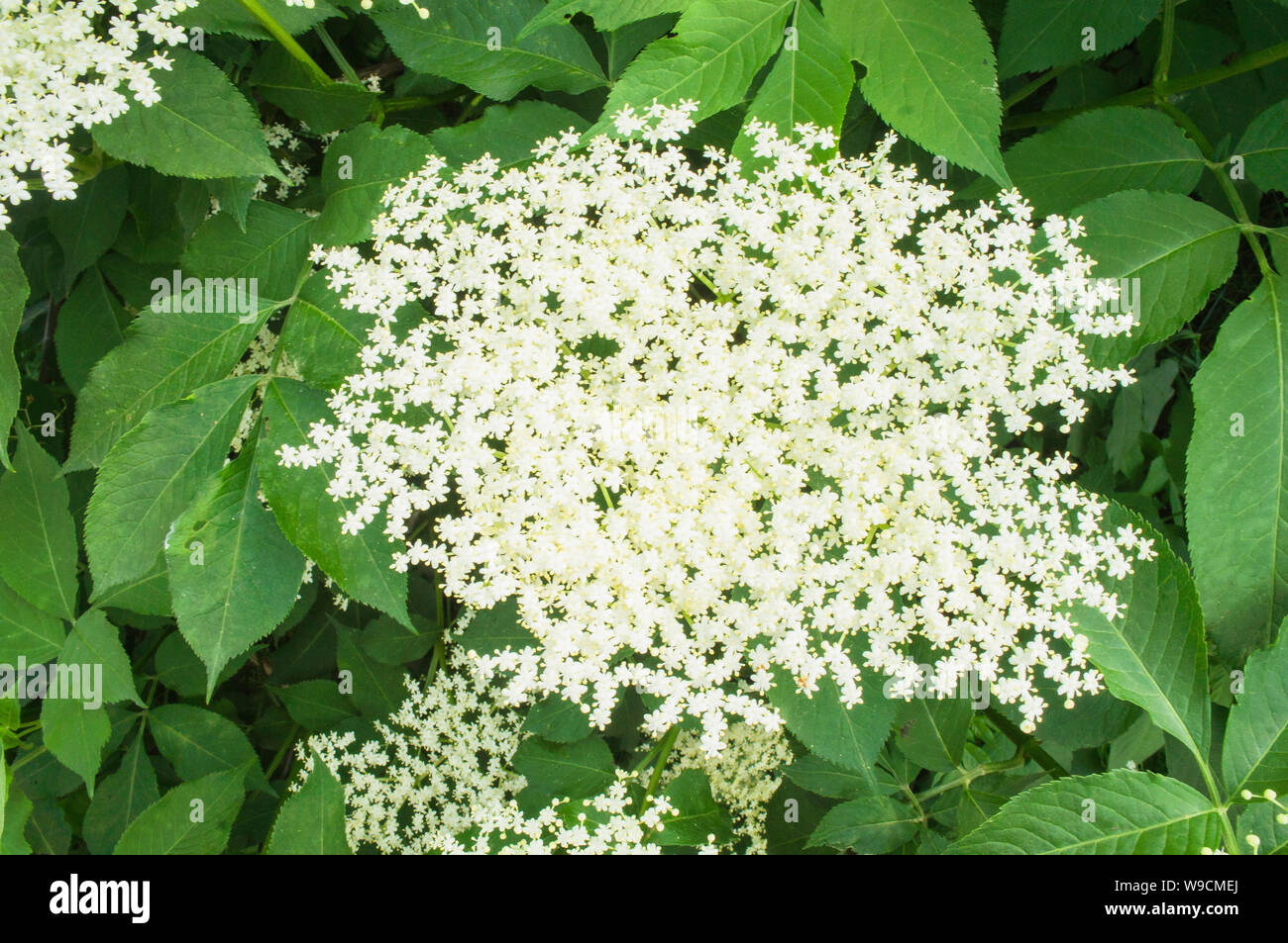 Sambucus nigra, elder, elderberry, black elder, European elder, plant ...